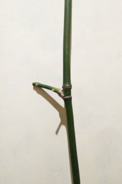 INILAH RAHASIA BAMBU KENDIT NIRMALA JATI YANG DIJAGA 5 ULAR GADUNG ...